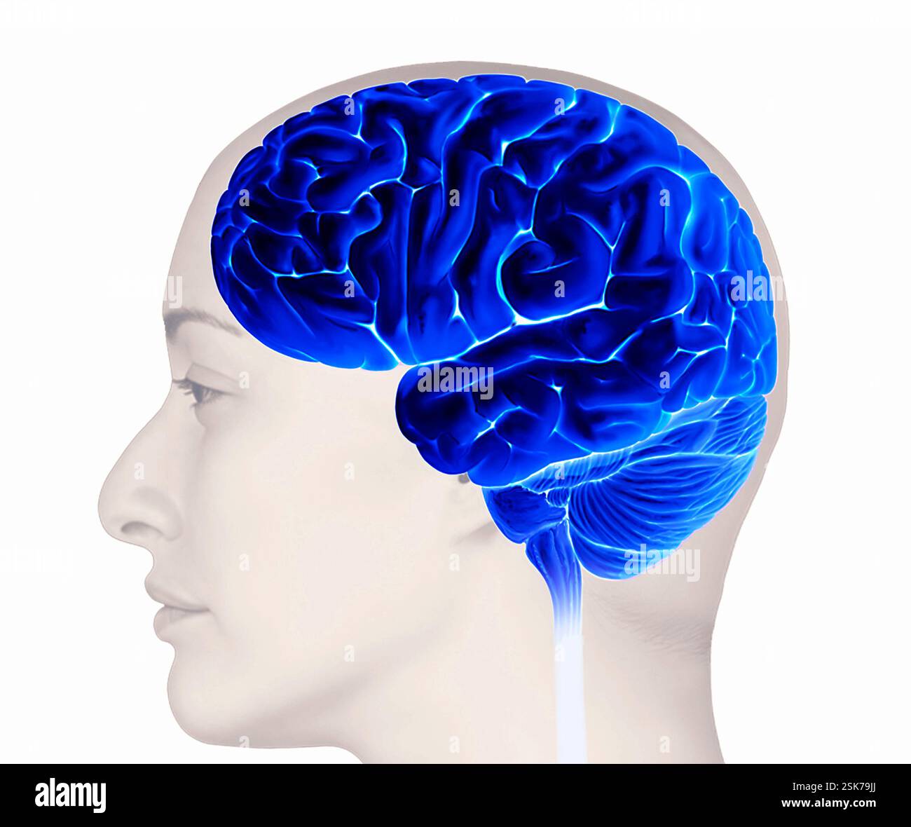 Human brain. Coloured three-dimensional (3D) Magnetic Resonance Imaging (MRI) scan of a healthy ...