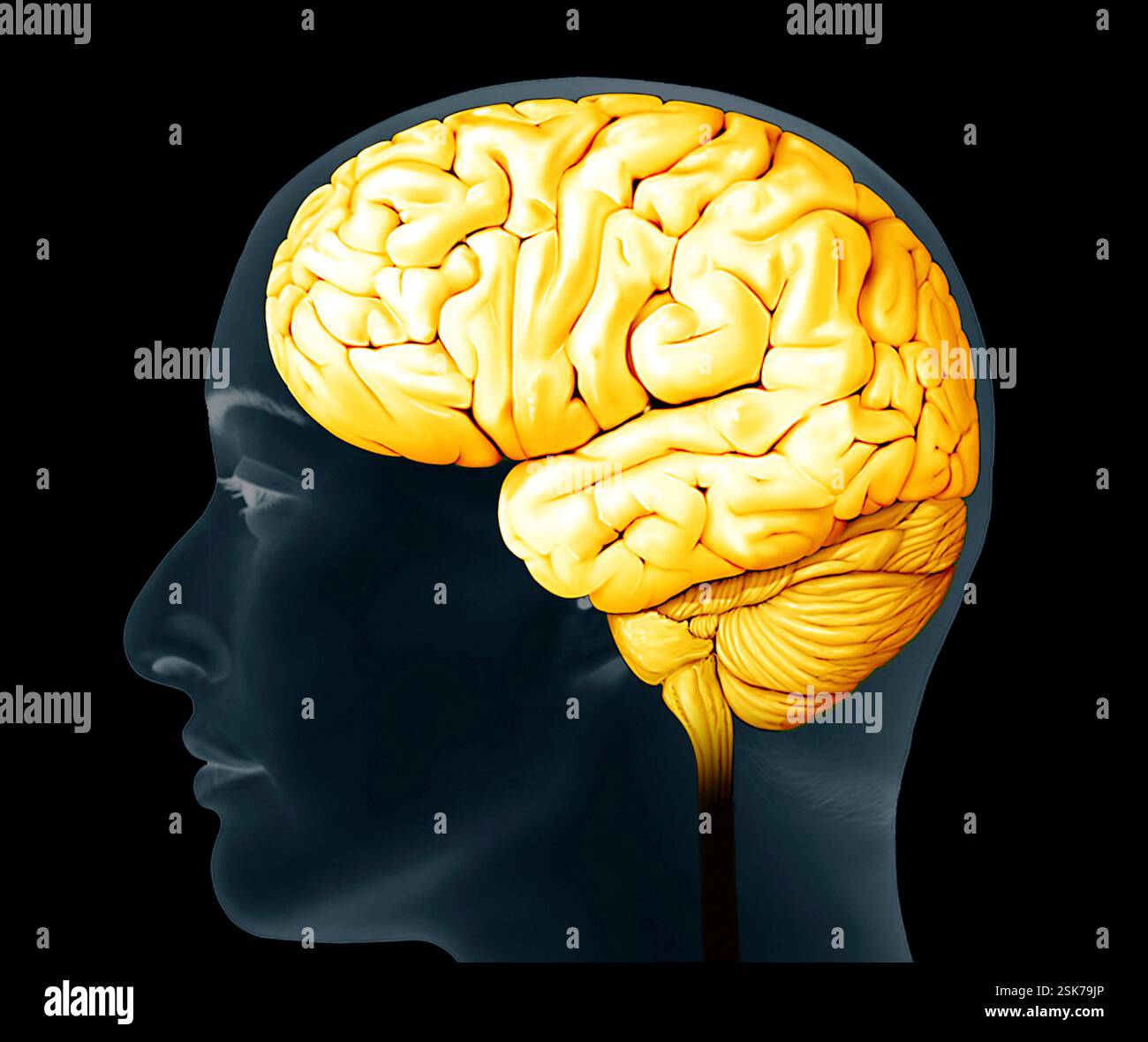 Human brain. Coloured three-dimensional (3D) Magnetic Resonance Imaging (MRI) scan of a healthy ...