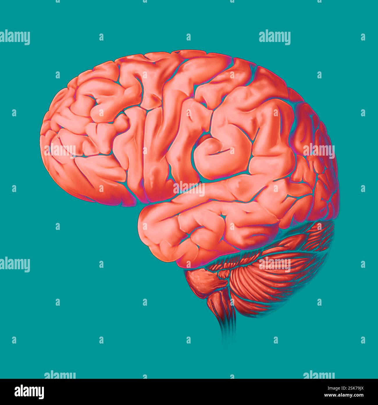 Human brain. Coloured three-dimensional (3D) Magnetic Resonance Imaging ...