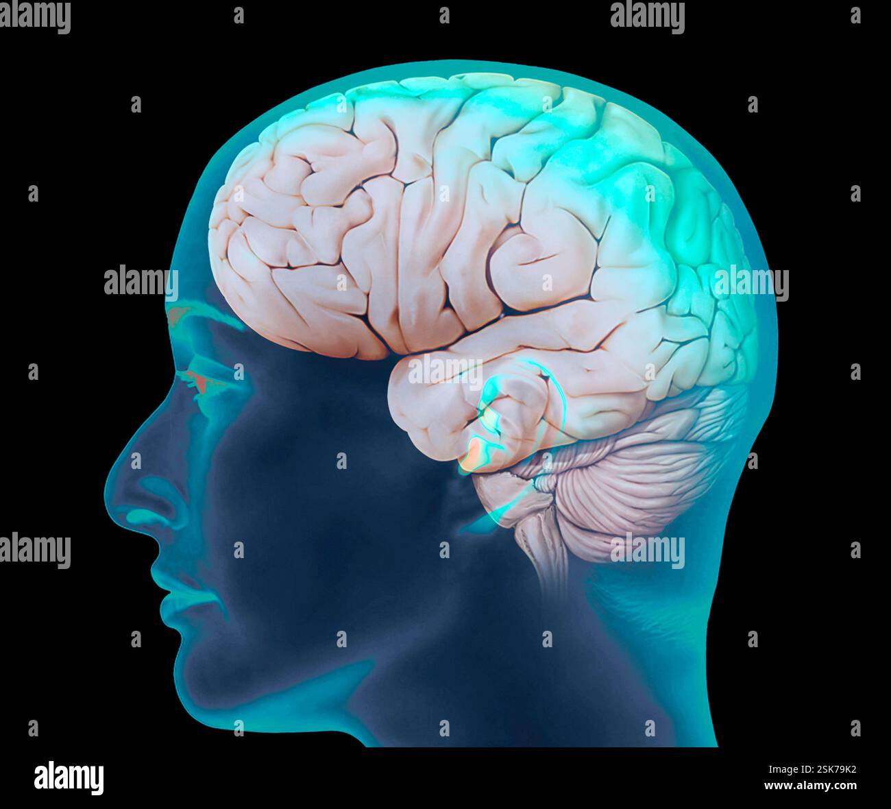 Human brain. Coloured three-dimensional (3D) Magnetic Resonance Imaging (MRI) scan of a healthy ...