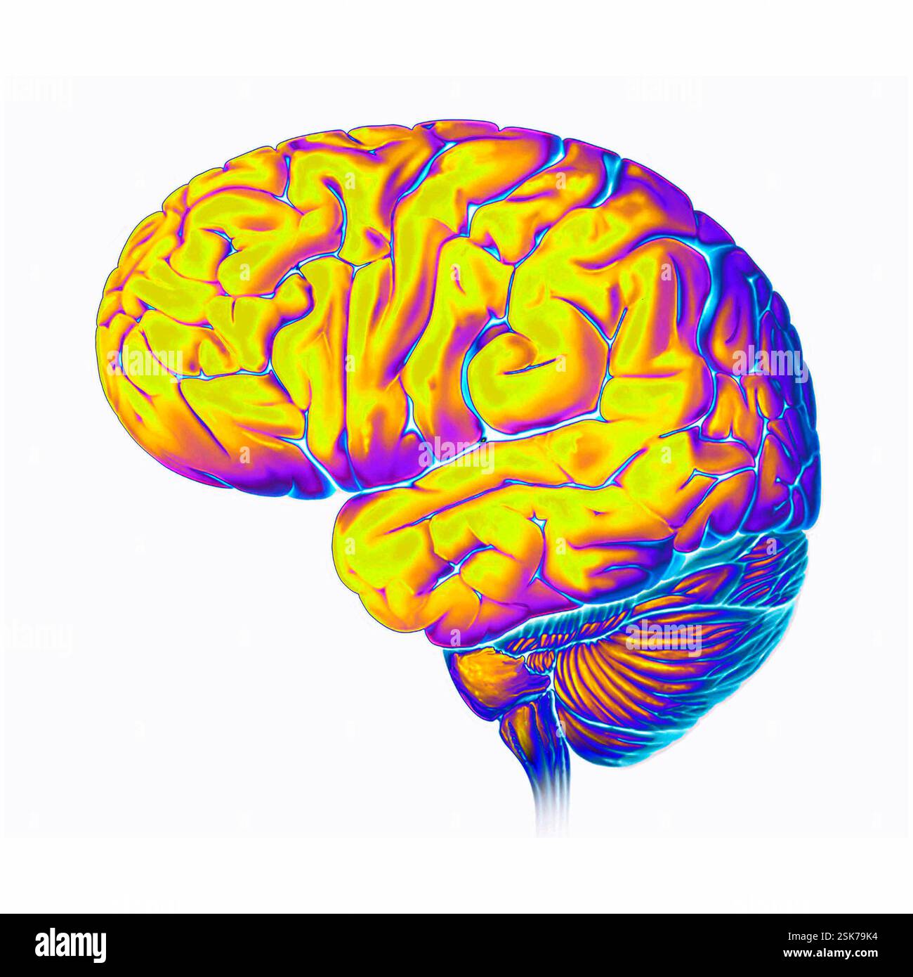 Human brain. Coloured three-dimensional (3D) Magnetic Resonance Imaging (MRI) scan in side view ...