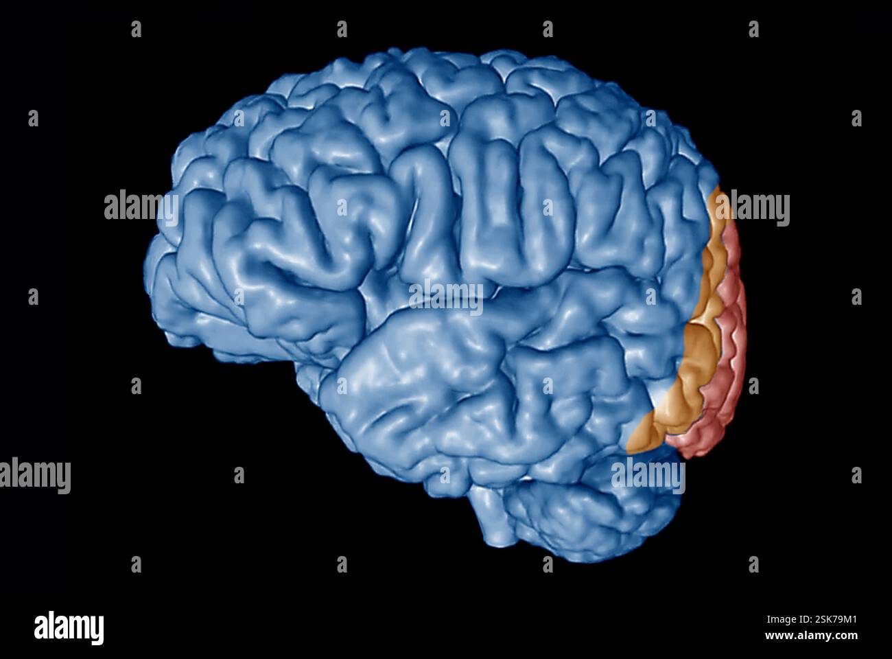 Brain activity in vision. Coloured 3D functional magnetic resonance ...