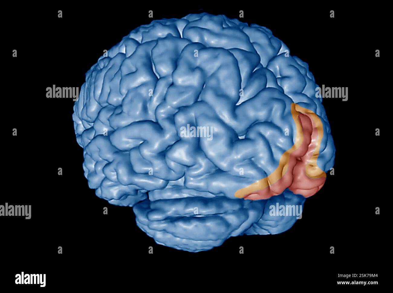 Brain activity in vision. Coloured 3D functional magnetic resonance ...
