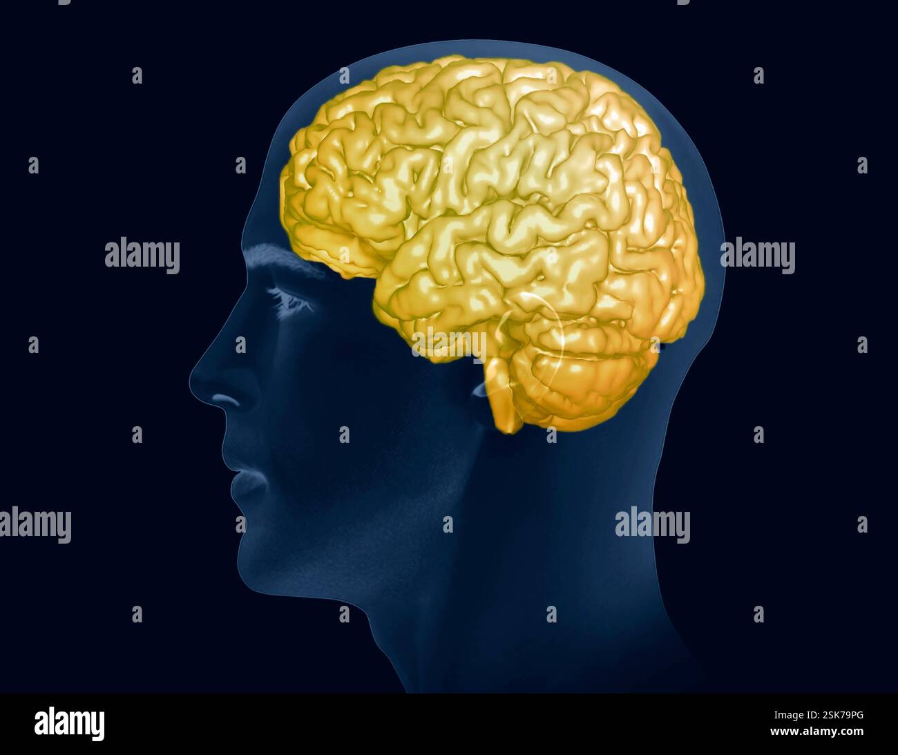 Human brain. Coloured composite image with 3D magnetic resonance ...