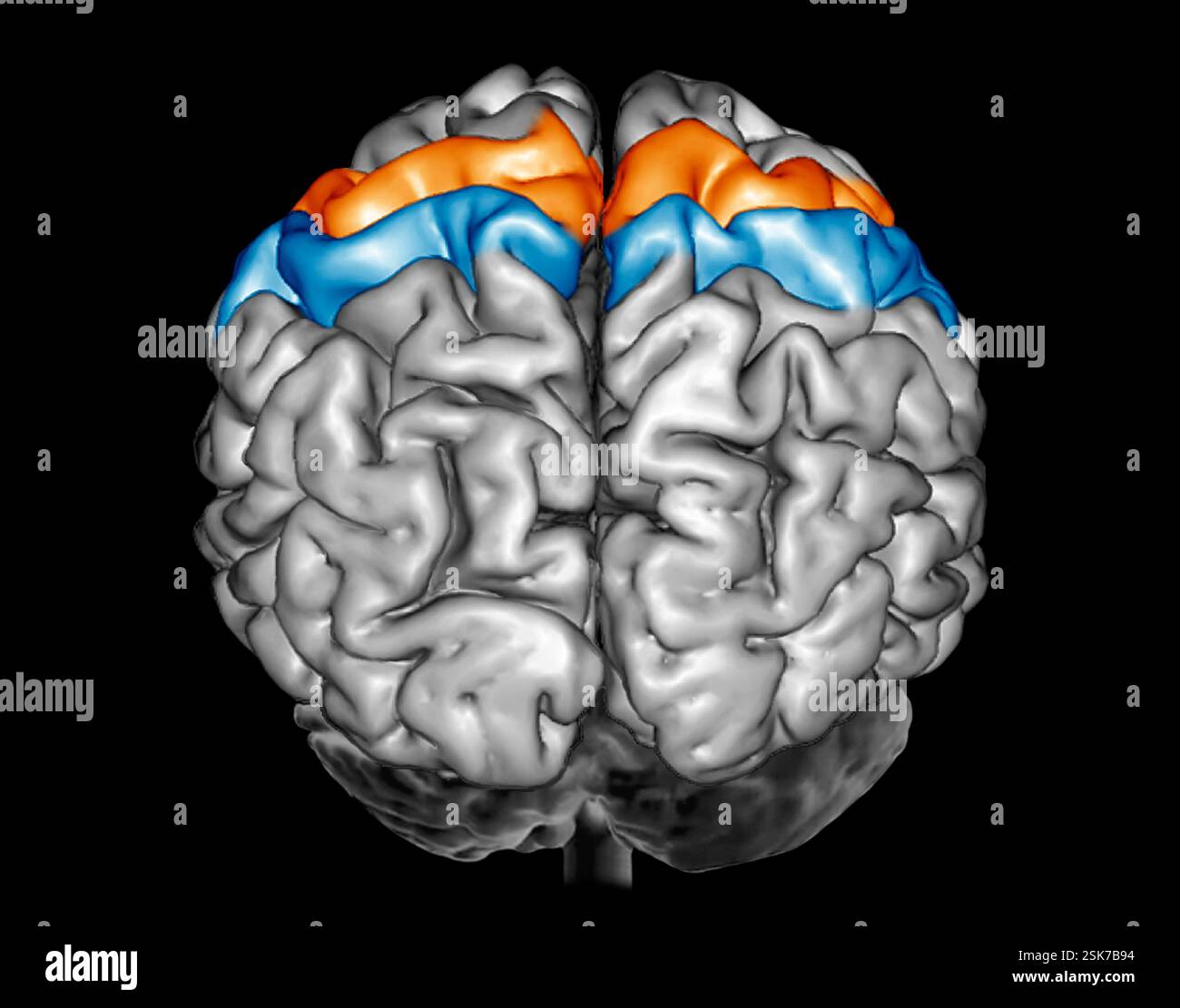 Human brain. Coloured three-dimensional (3D) Magnetic Resonance Imaging (MRI) scan of a healthy ...