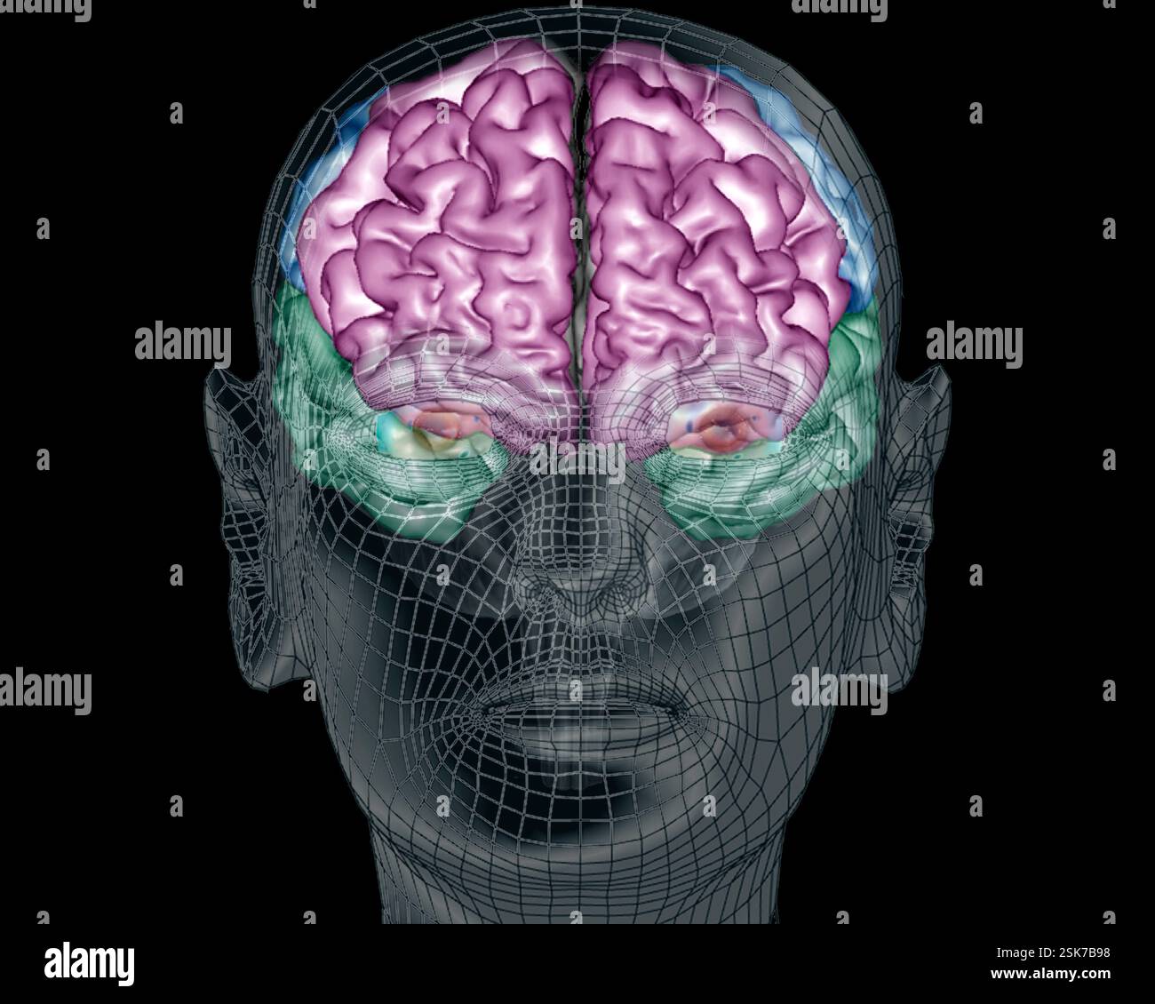 Human brain. Coloured composite image with three-dimensional (3D) Magnetic Resonance Imaging ...
