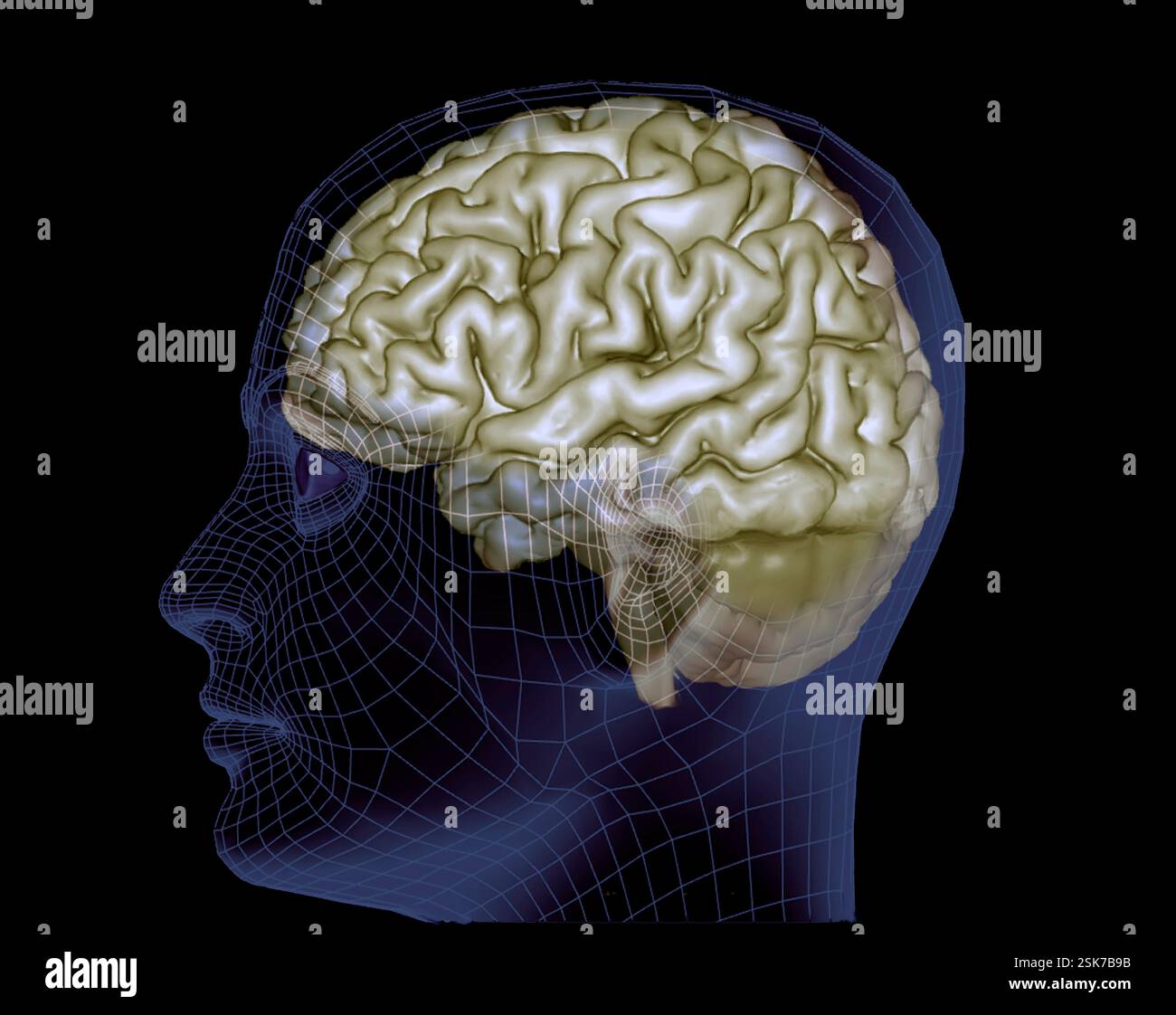 Human brain. Coloured composite image with 3D magnetic resonance ...