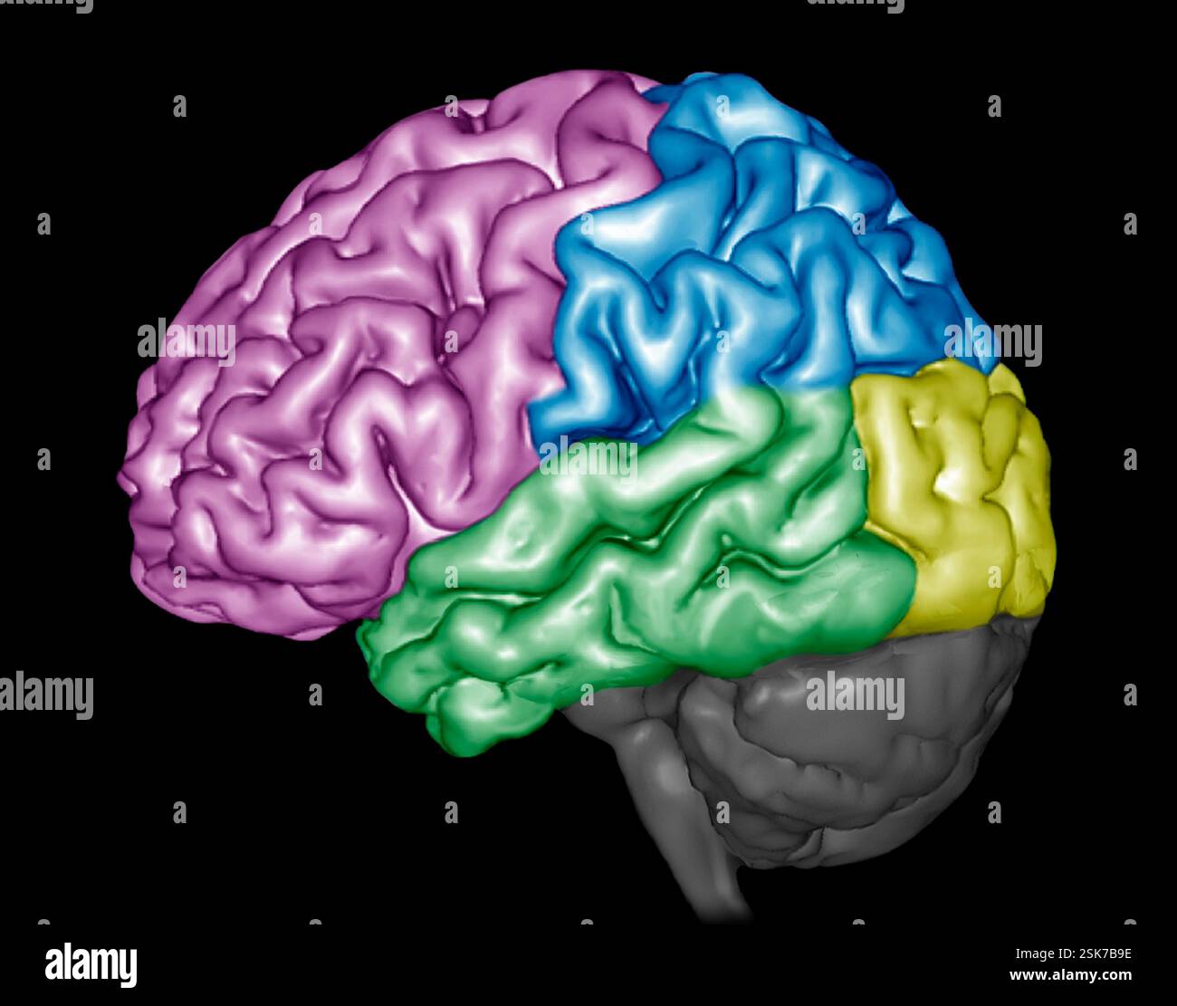 Human brain. Coloured three-dimensional (3D) Magnetic Resonance Imaging (MRI) scan of the left ...