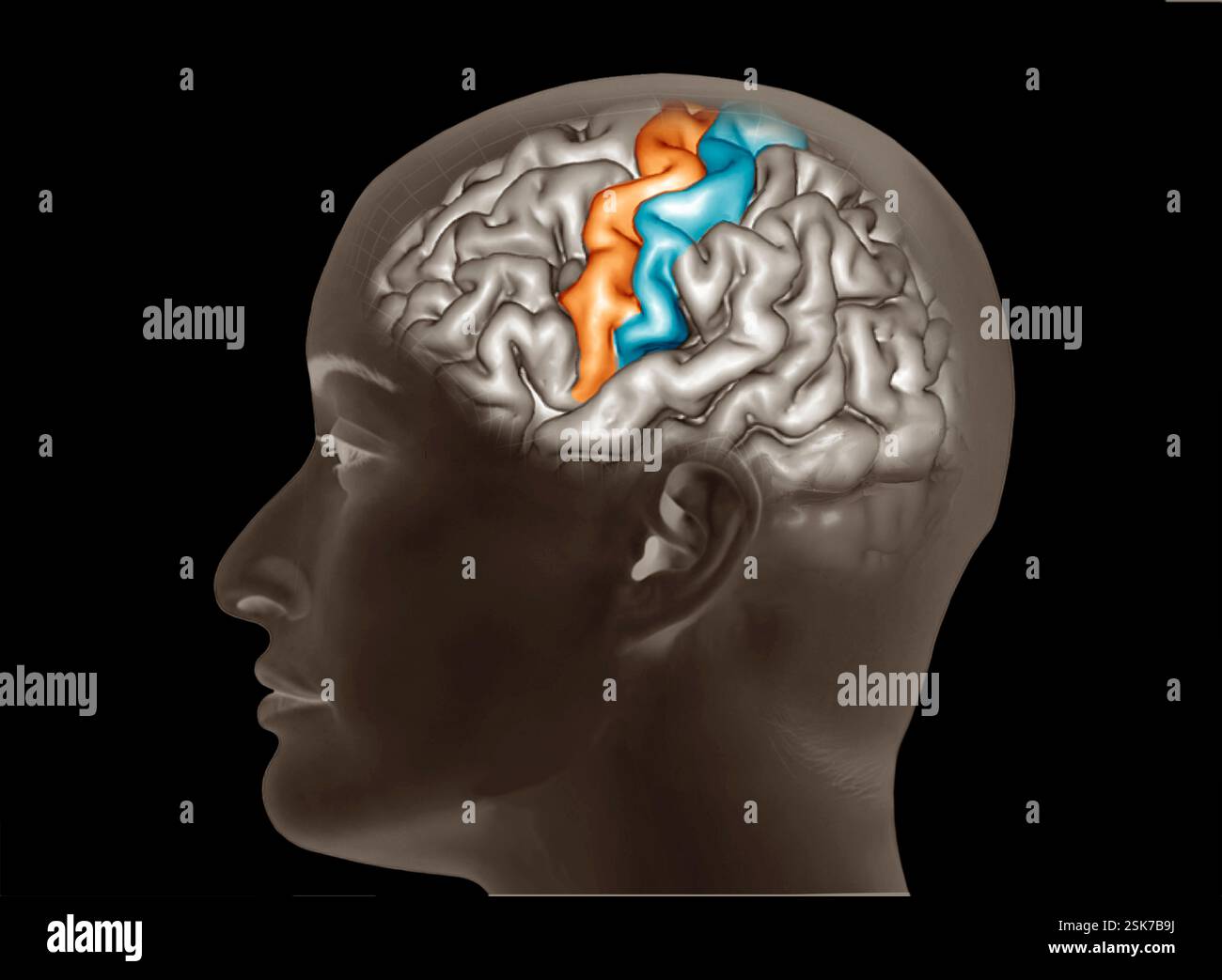 Human brain. Coloured composite image with three-dimensional (3D ...
