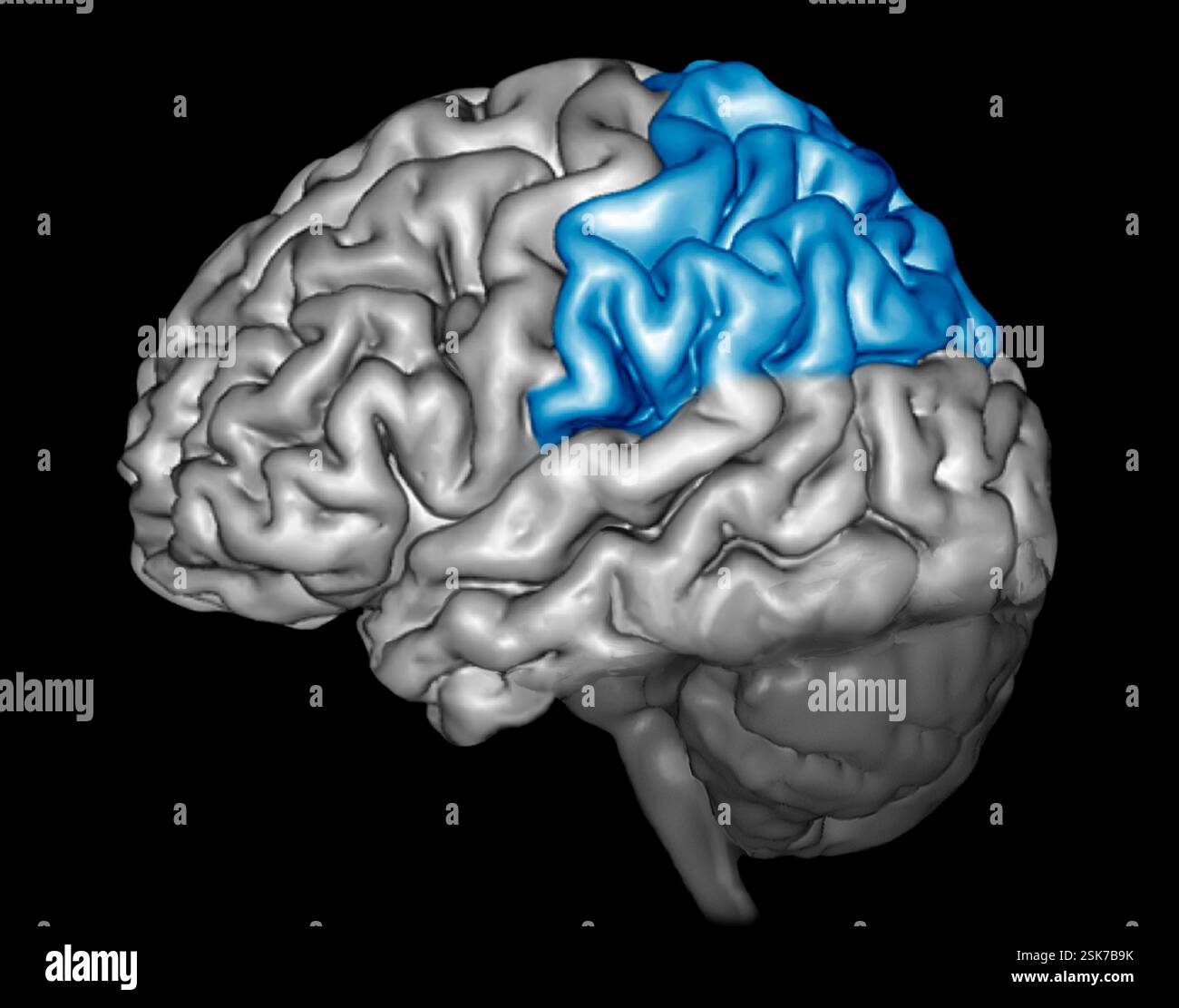 Human brain. Coloured three-dimensional (3D) Magnetic Resonance Imaging ...
