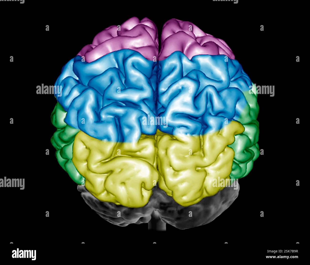 Human brain. Coloured three-dimensional (3D) Magnetic Resonance Imaging (MRI) scan in of a ...