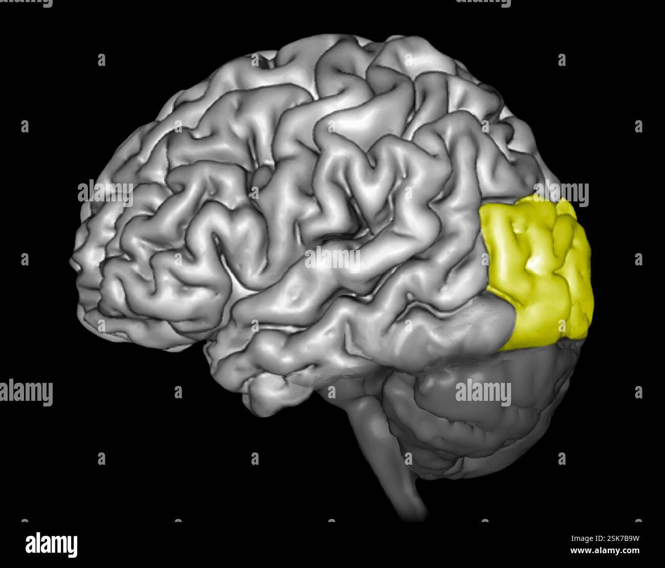 Human brain. Coloured three-dimensional (3D) Magnetic Resonance Imaging ...