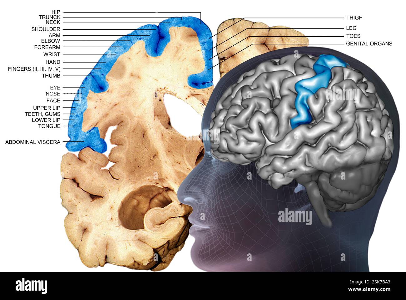 Human brain. Composite image showing the primary somatosensory cortex ...