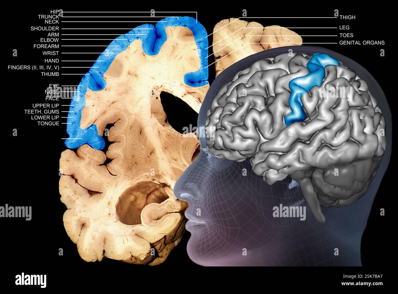 Human brain. Composite image showing the primary somatosensory cortex ...
