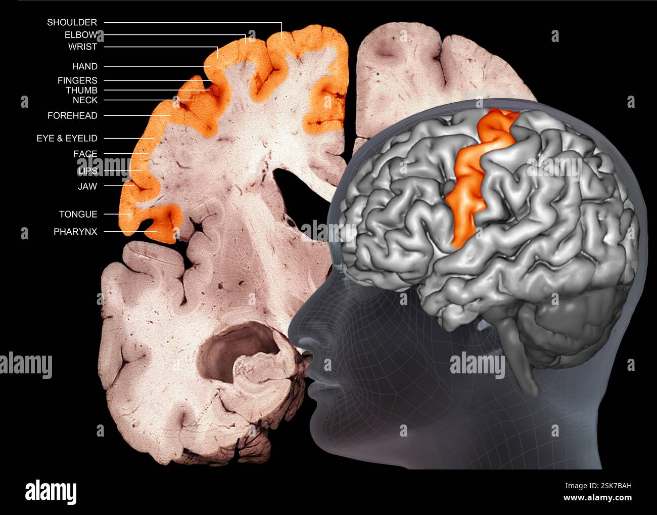 Human brain. Composite image showing the primary motor cortex of the ...