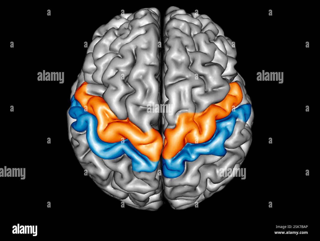 Human brain. Coloured three-dimensional (3D) Magnetic Resonance Imaging (MRI) scan of a healthy ...