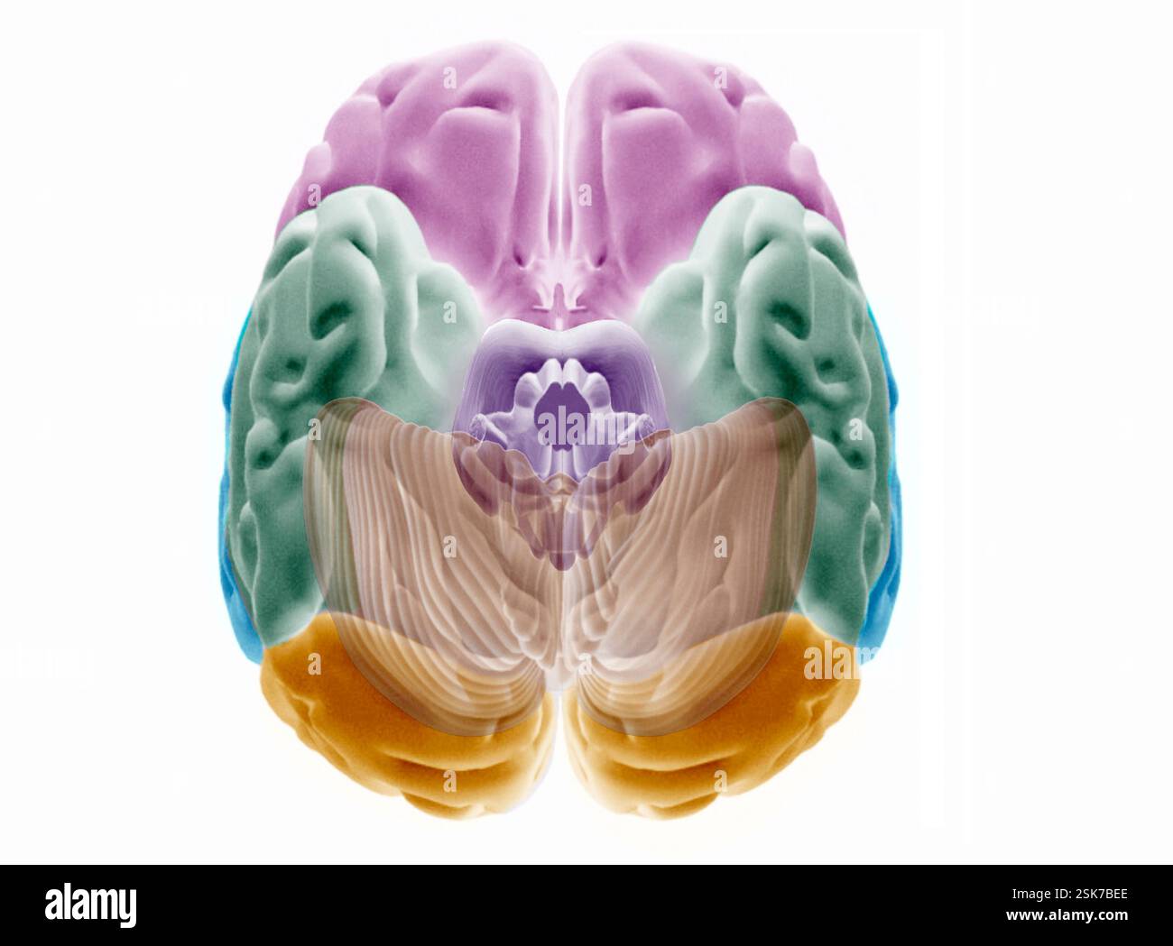 Human brain. Coloured 3D magnetic resonance imaging (MRI) scan of a normal human brain, seen ...