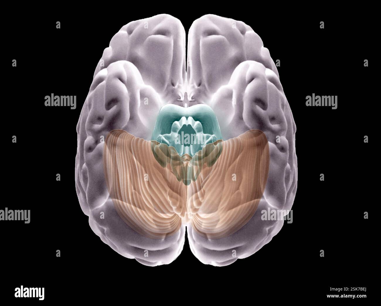 Human brain. Coloured 3D magnetic resonance imaging (MRI) scan of a normal human brain, seen ...