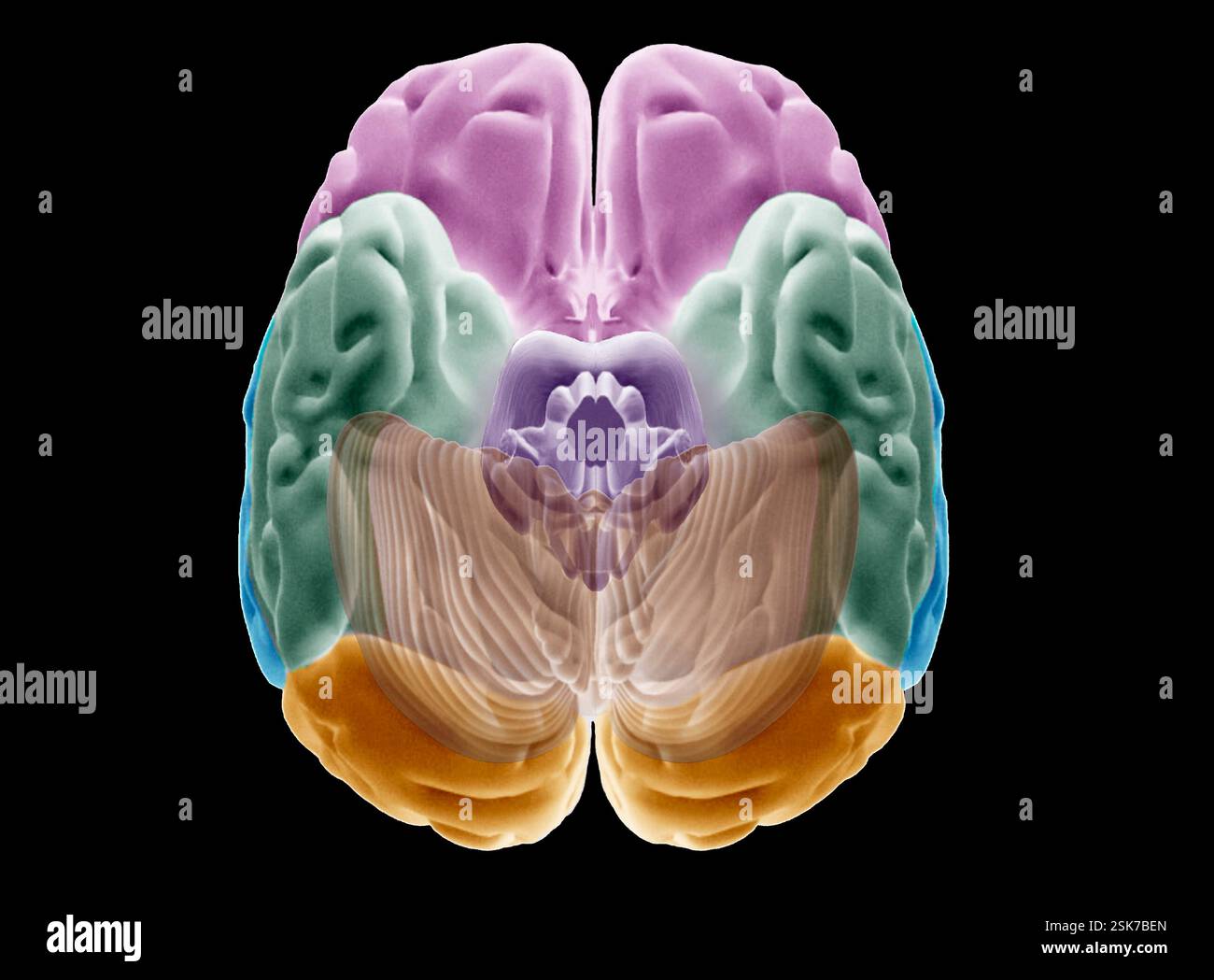 Human brain. Coloured 3D magnetic resonance imaging (MRI) scan of a normal human brain, seen ...