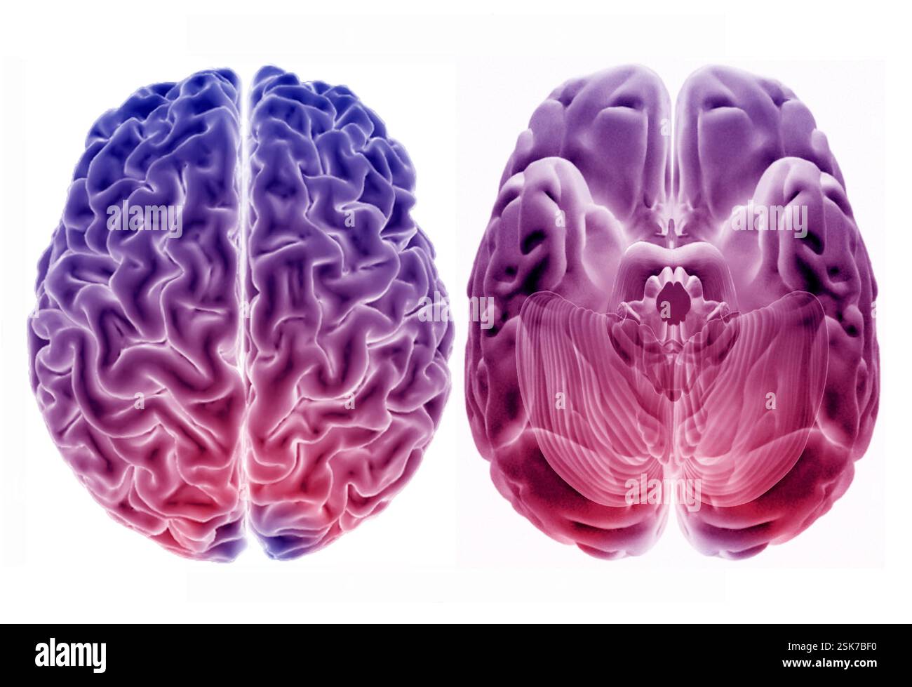 Human brain from above and below. Coloured 3D magnetic resonance imaging (MRI) scans of a normal ...