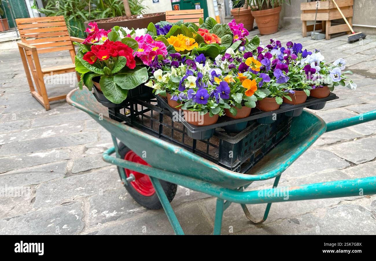 Garden wheelbarrow with flowers in center of historic old square of ...