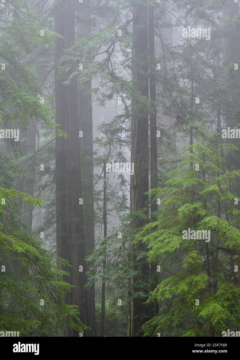 Redwood trees and fog. These trees are native to the northern ...