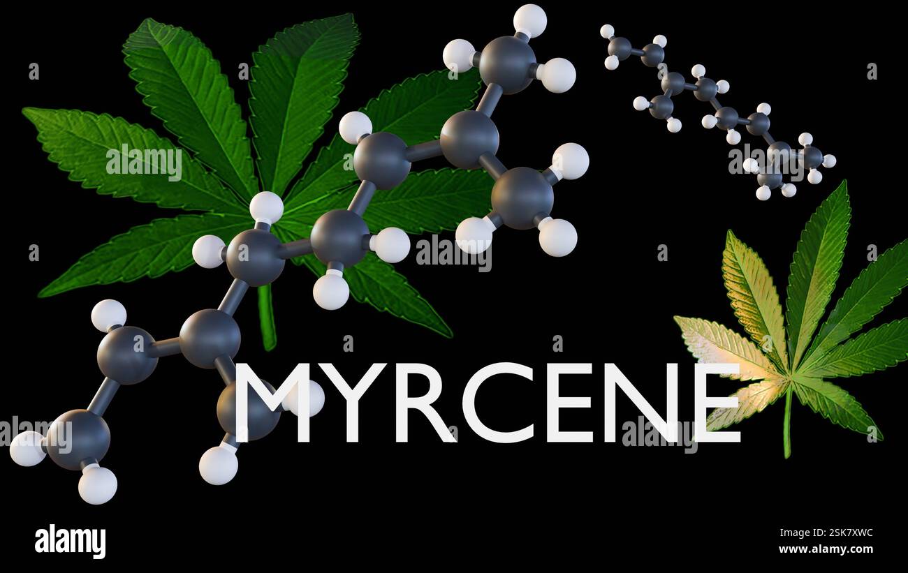 Cannabis plant structure hi-res stock photography and images - Alamy