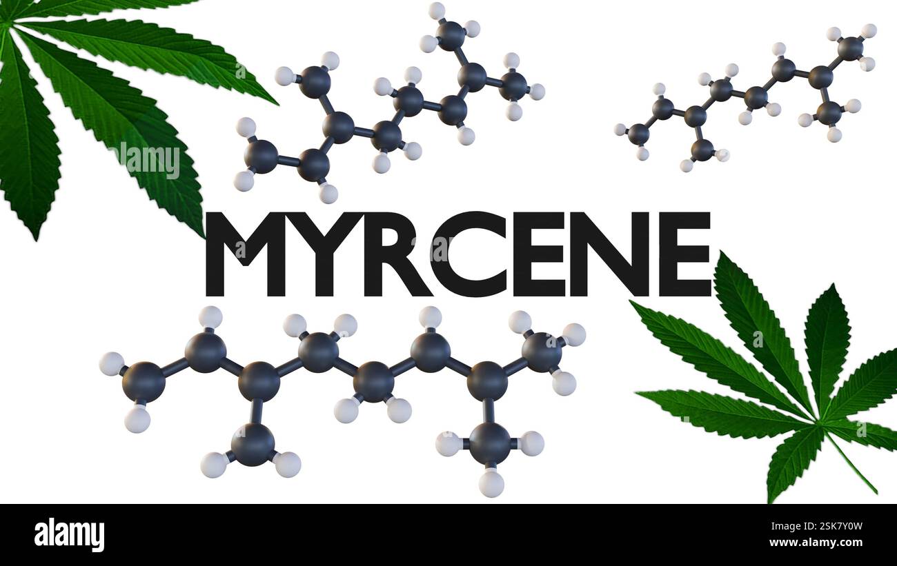 Cannabis plant structure hi-res stock photography and images - Alamy