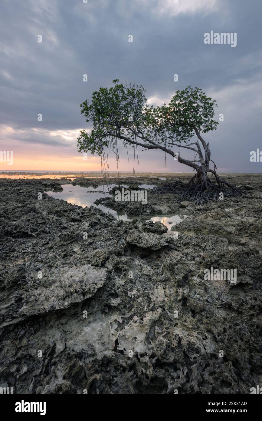 Solitary mangrove tree at the scenic rocky coast of Neil island in ...