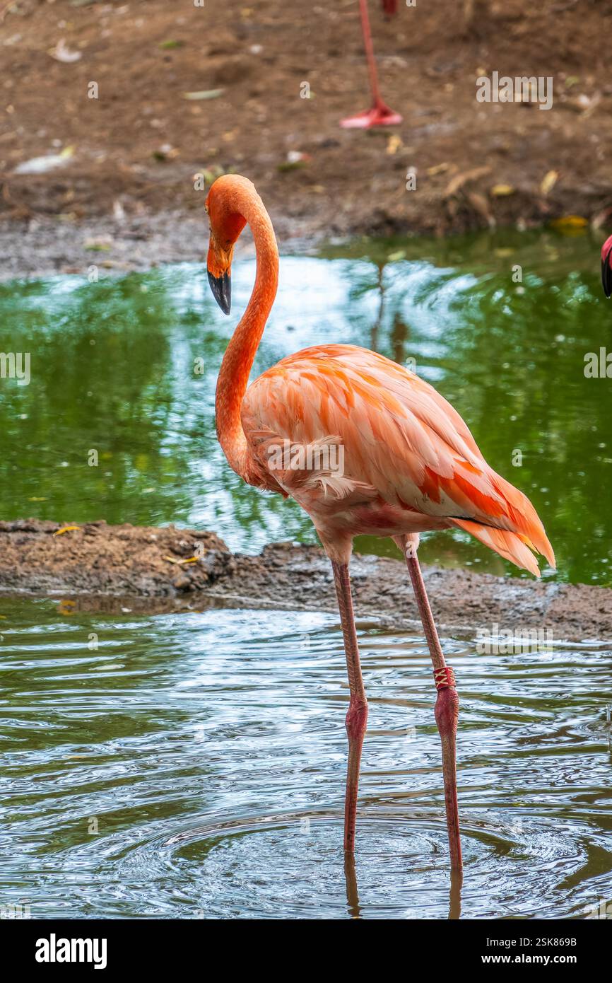 The greater flamingo, Phoenicopterus roseus, standing in water on lake ...