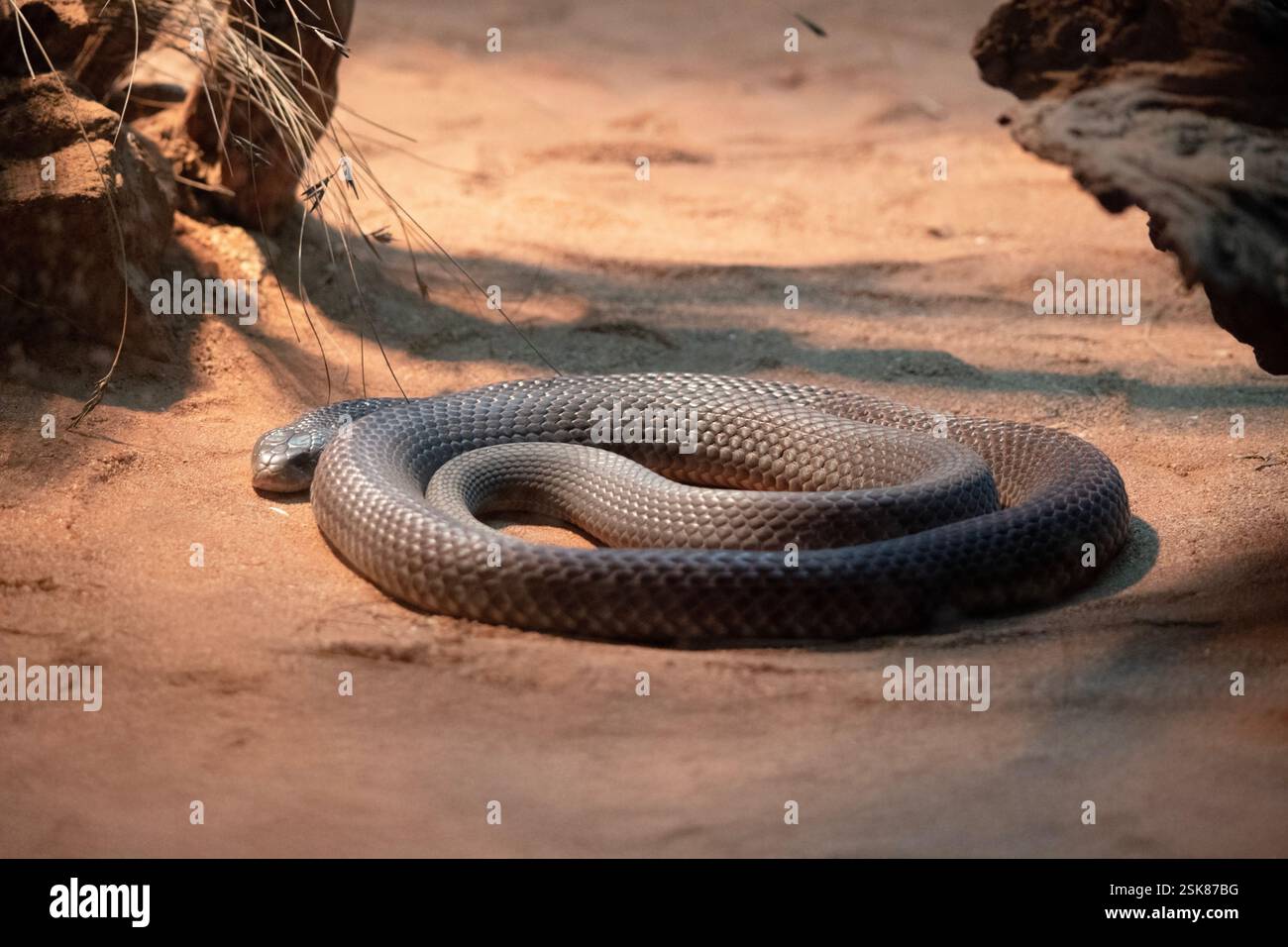 It has brown skin, a wide head, a smooth snout and the largest recorded ...