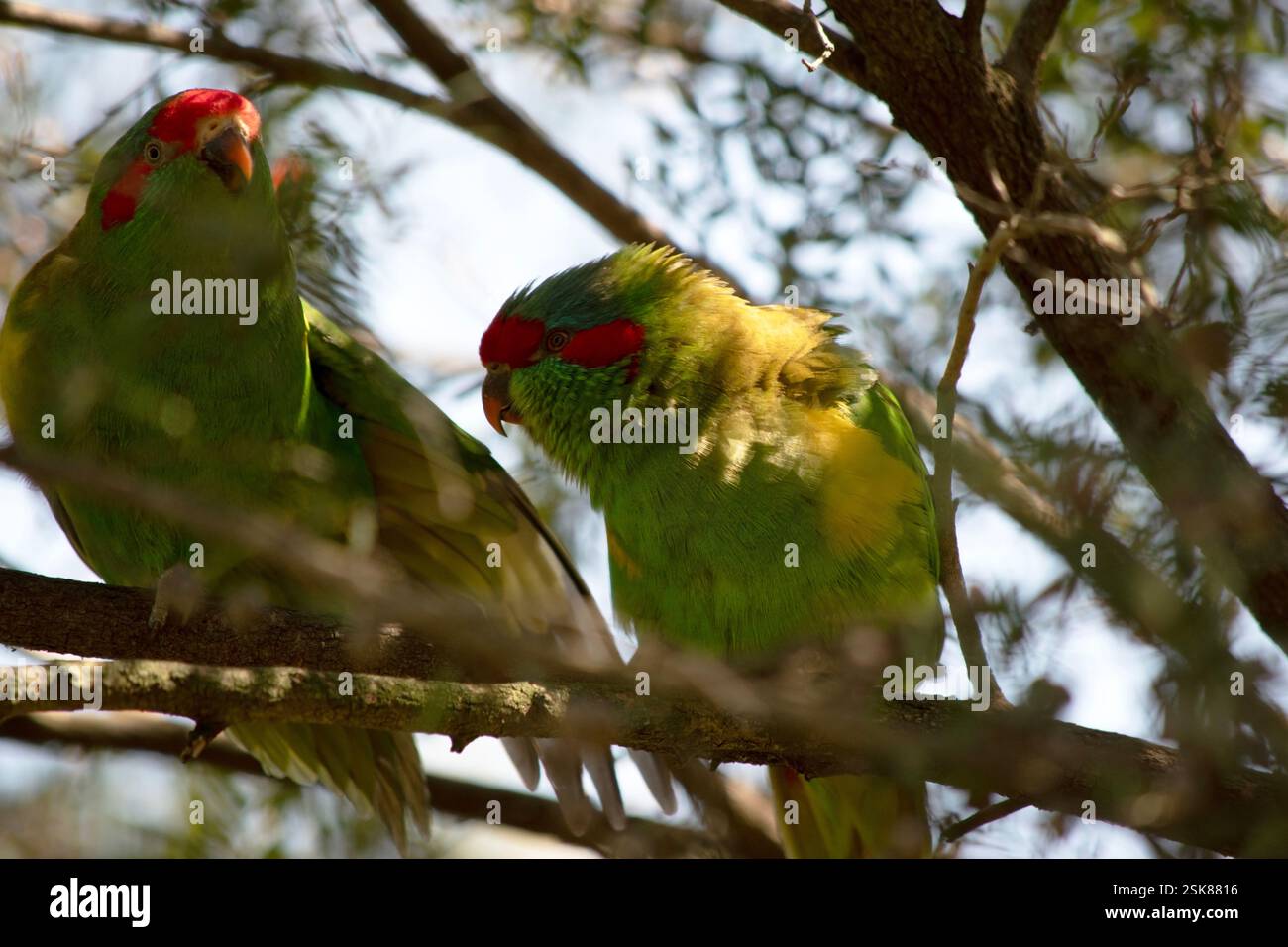 Distinctive red beak hi-res stock photography and images - Alamy
