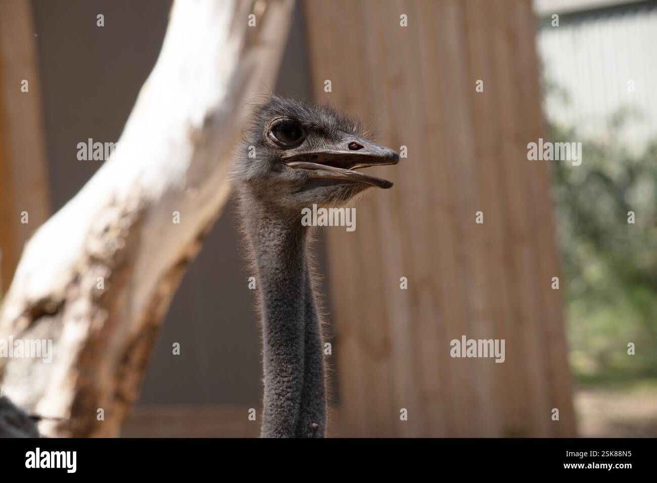The ostrich is the largest and heaviest living bird in the world they ...