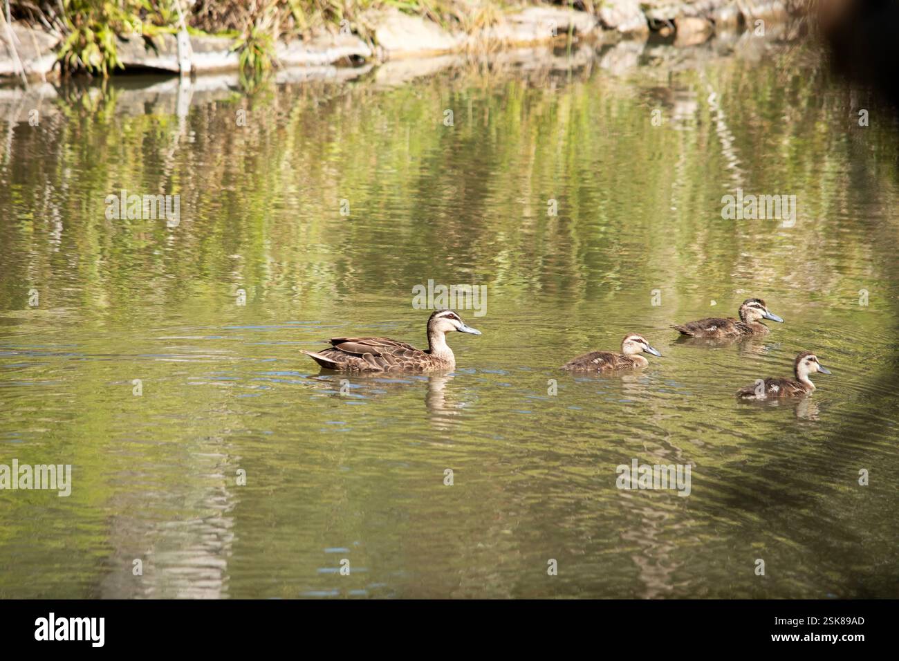 the pacific black duck has a dark body and a paler head with a dark ...