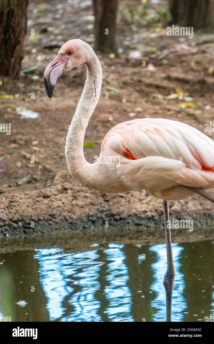 The greater flamingo, Phoenicopterus roseus, standing in water on lake ...