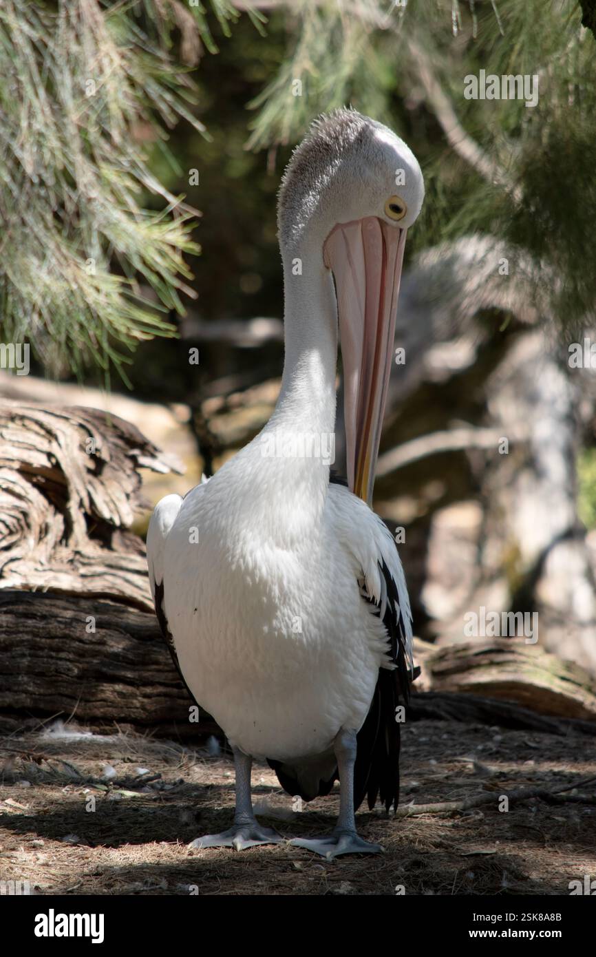 Australian pelicans are one of the largest flying birds. They have a ...