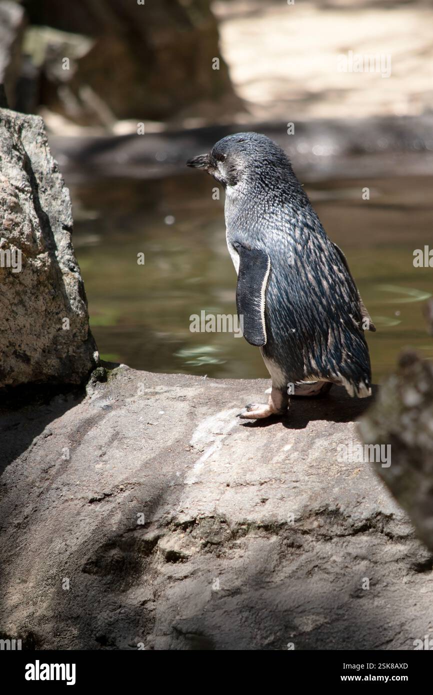Penguins have a large head, short neck, and elongated body. Their tails ...