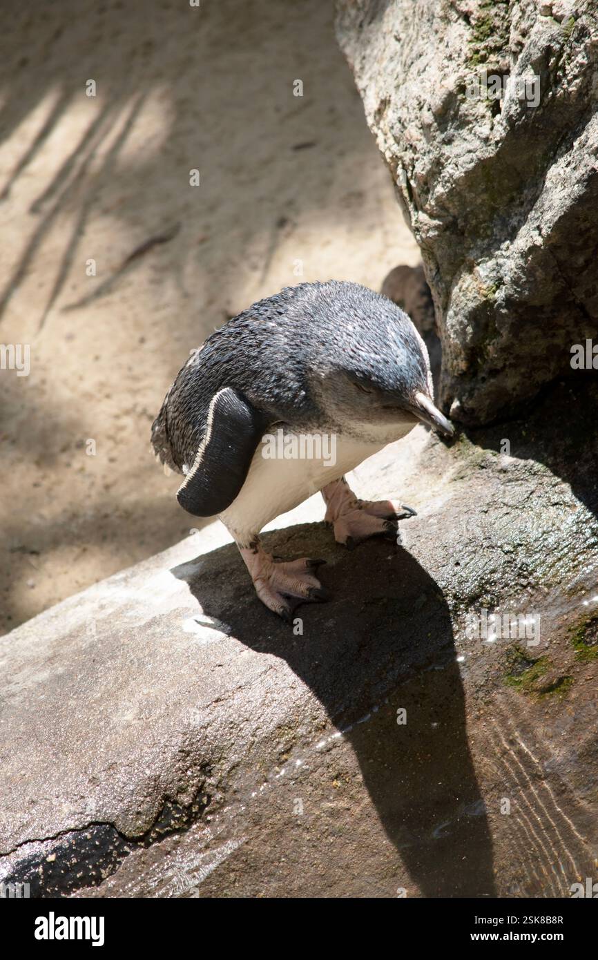 Penguins have a large head, short neck, and elongated body. Their tails ...