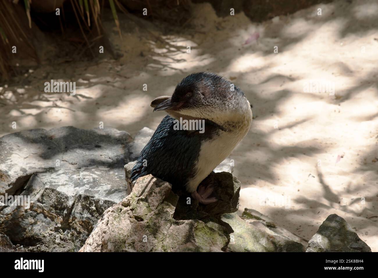 Penguins have a large head, short neck, and elongated body. Their tails ...