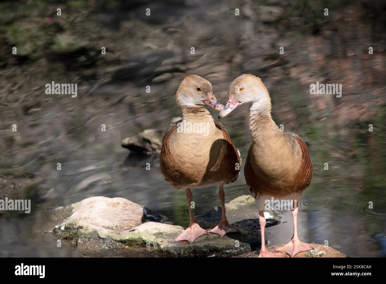 The plumed whistling duck's face and fore-neck are light, the crown and ...
