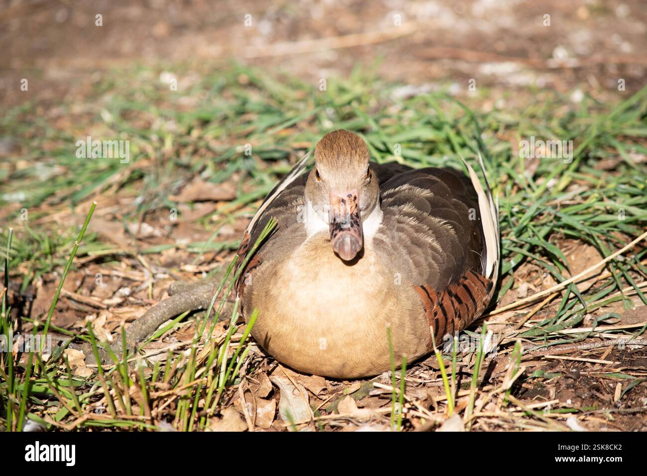 The plumed whistling duck's face and fore-neck are light, the crown and ...