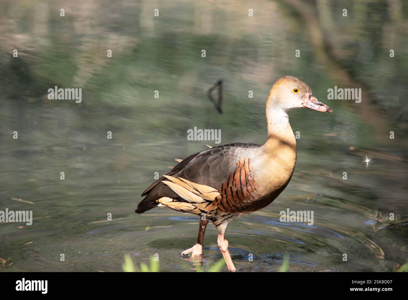 The plumed whistling duck's face and fore-neck are light, the crown and ...