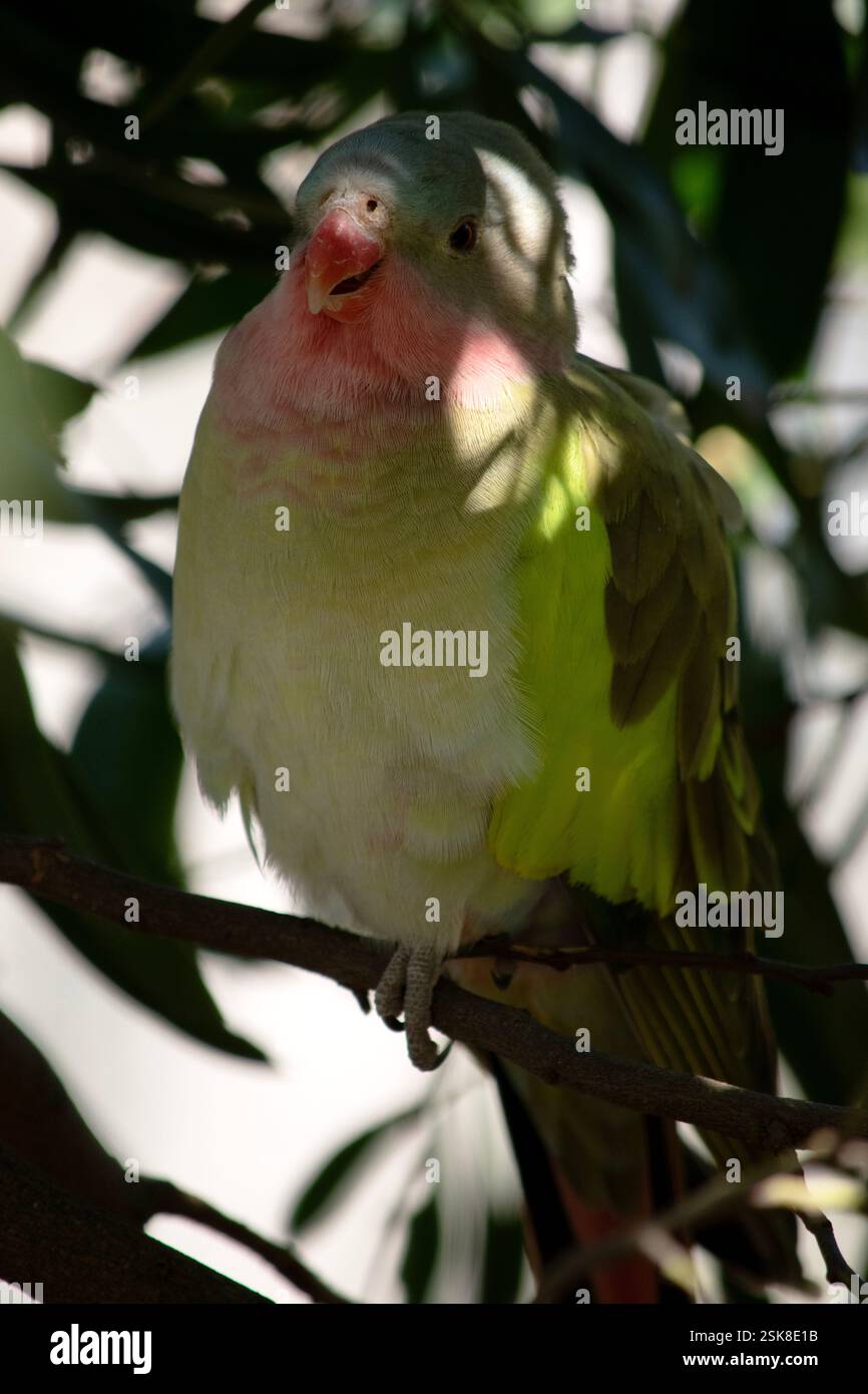 Princess alexandras parrot hi-res stock photography and images - Alamy