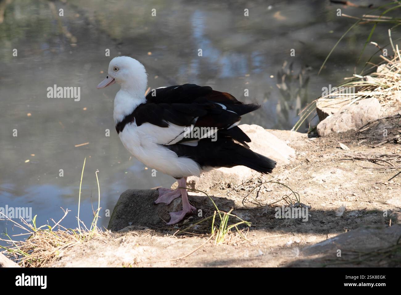 The Radjah Shelduck is white with a chestnut band across its chest. Its ...