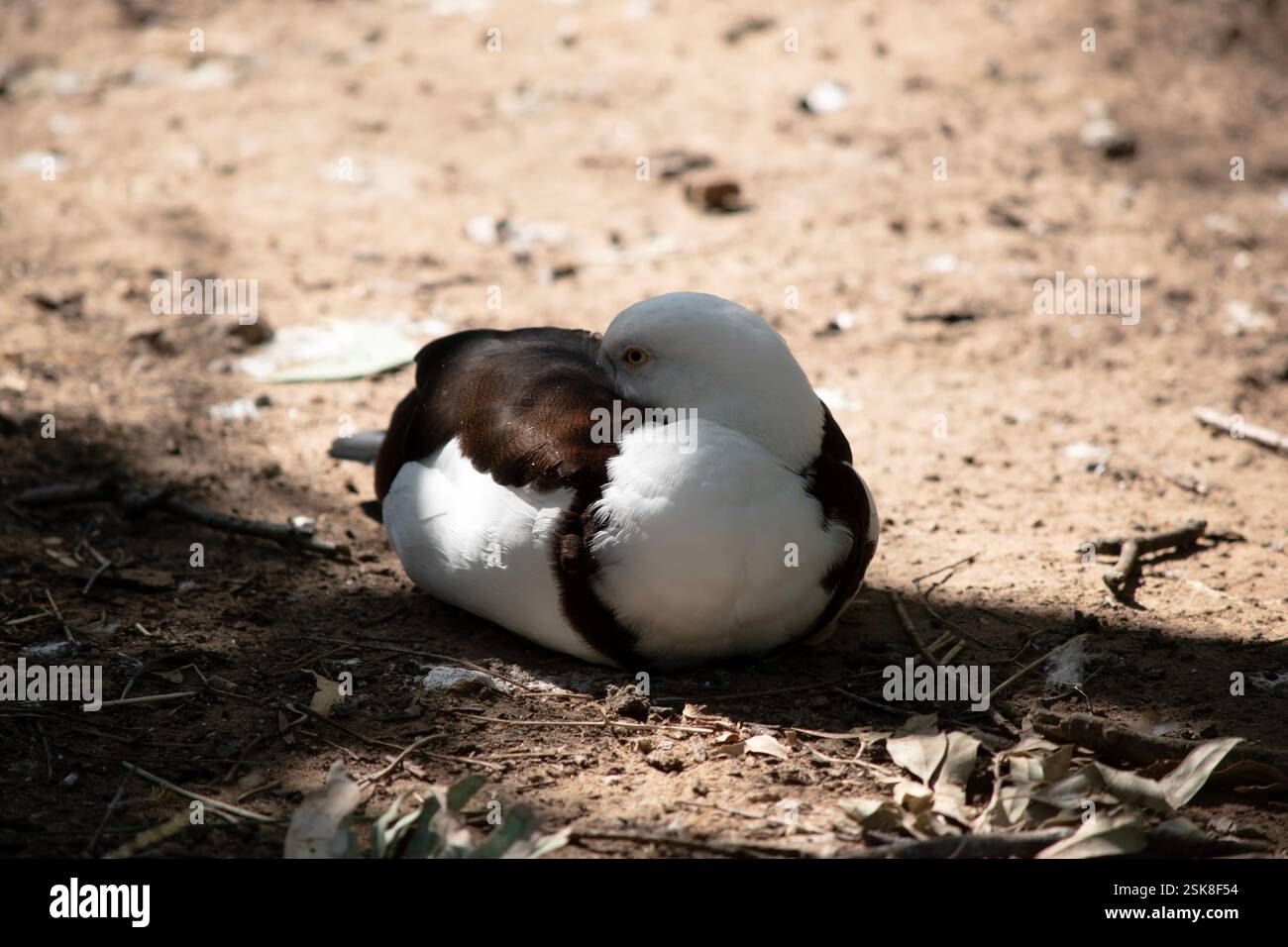 The Radjah Shelduck is white with a chestnut band across its chest. Its ...