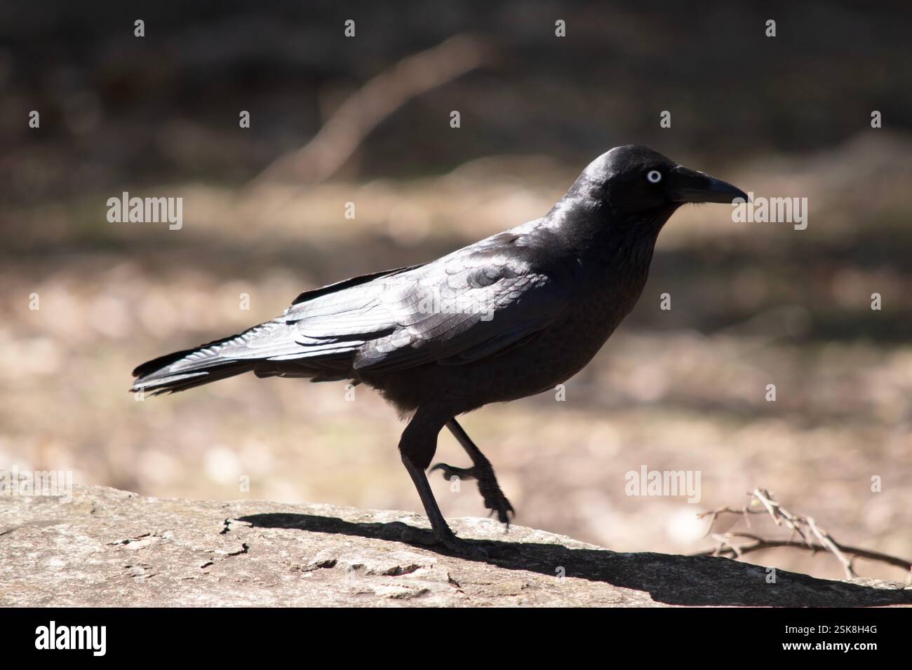 The Australian raven is an all black-bird with a black beak, mouth and ...