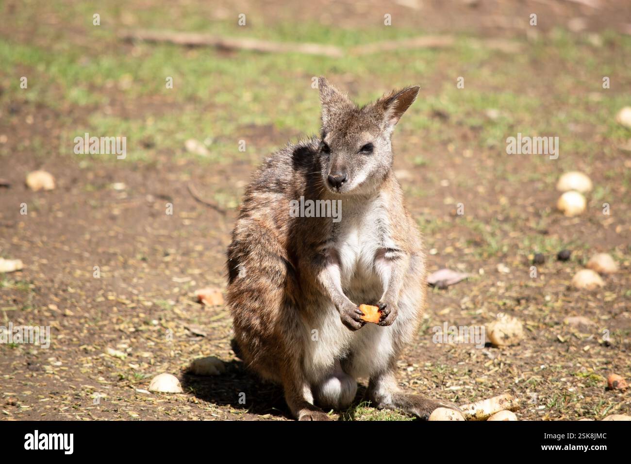 The red necked wallaby has mostly tawny grey fur, with a white chest ...