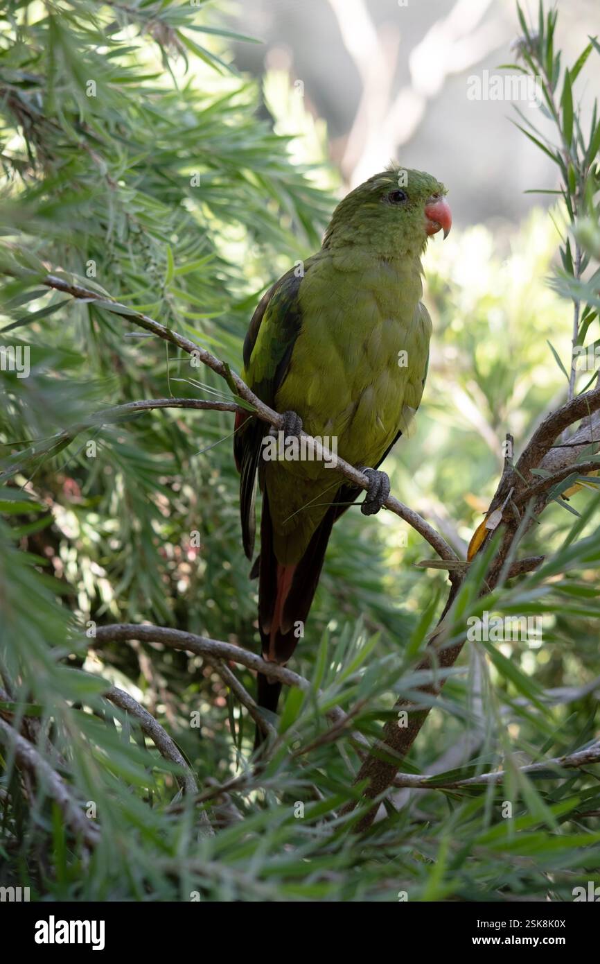 The female regent parrot is all light green. It has yellow shoulder ...