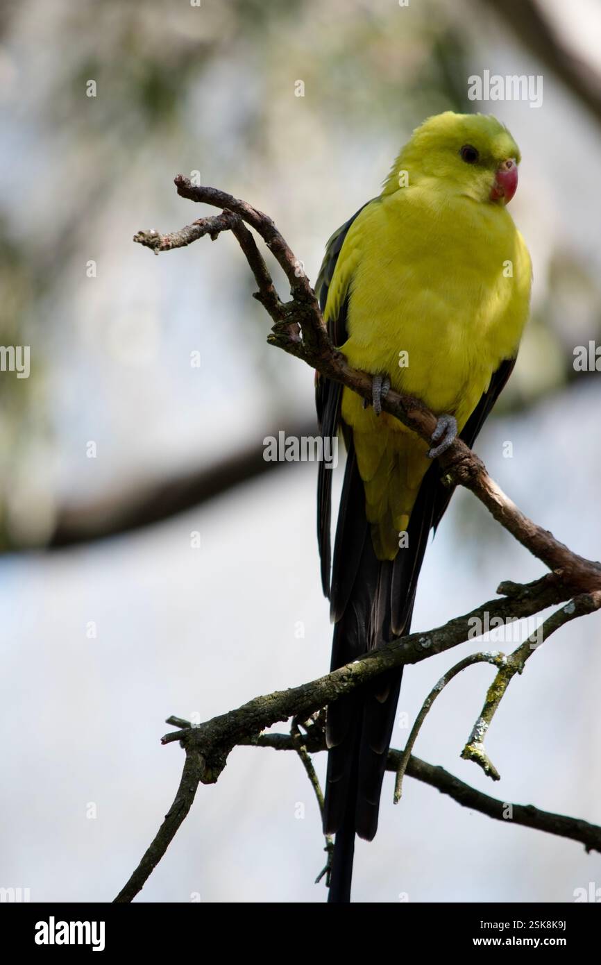 The male Regent Parrot has a general yellow appearance with the tail ...