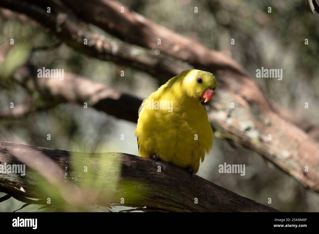 The male Regent Parrot has a general yellow appearance with the tail ...